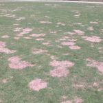 Diseases of Warm-Season Turfgrasses – GreenKeeper University